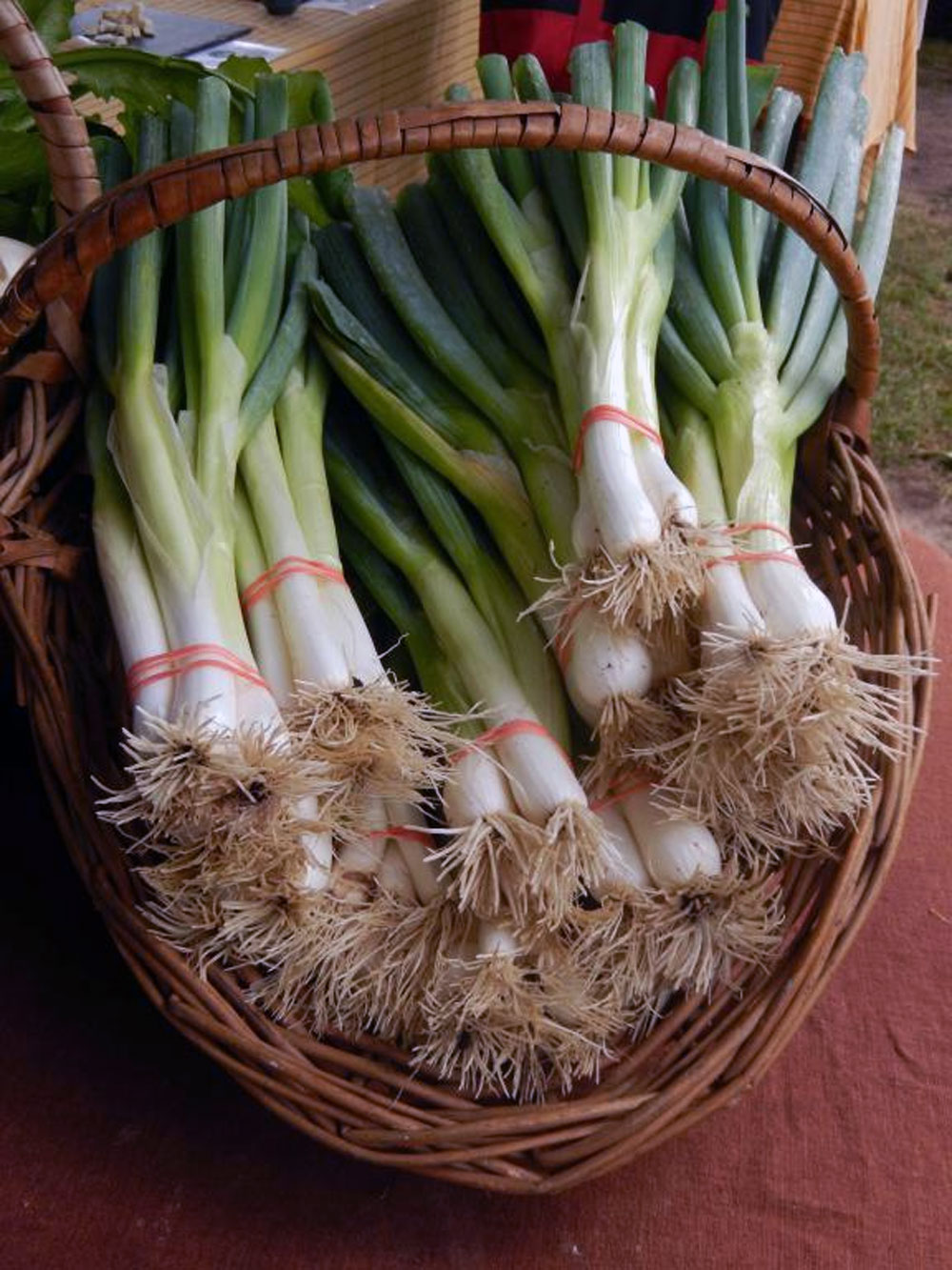 Leeks: the subtle onion | News, Sports, Jobs - Adirondack Daily Enterprise